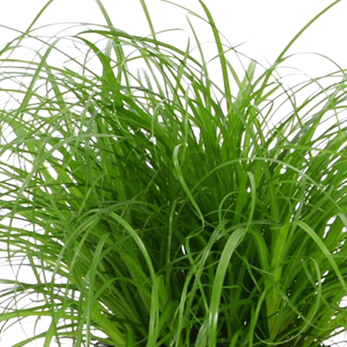 2x Cyperus alternifolius 'Zumula' - Herbe à chat - Plante d'intérieur ...