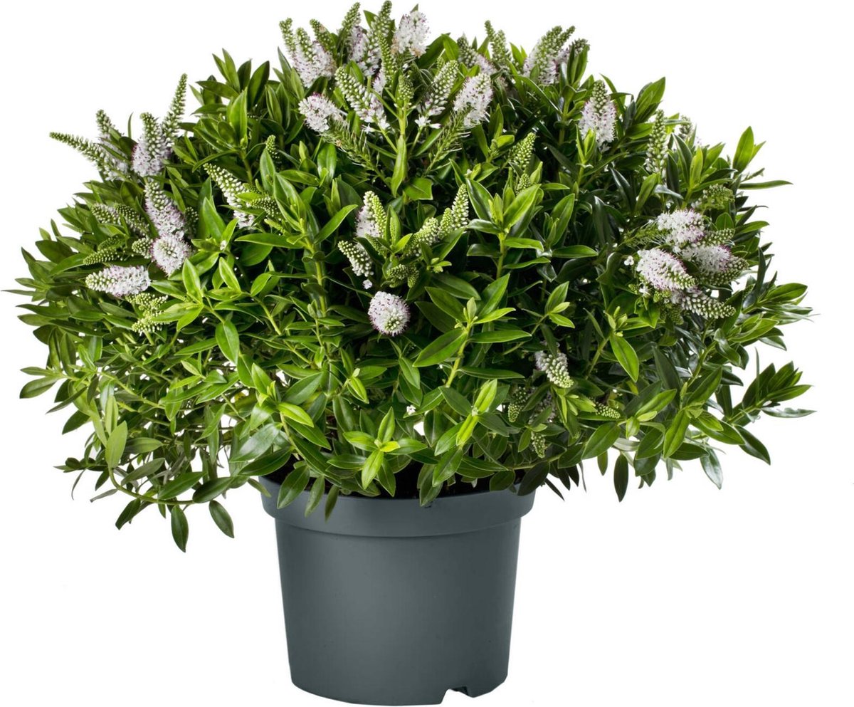 Addenda® Hebe Donna wit | bol.com