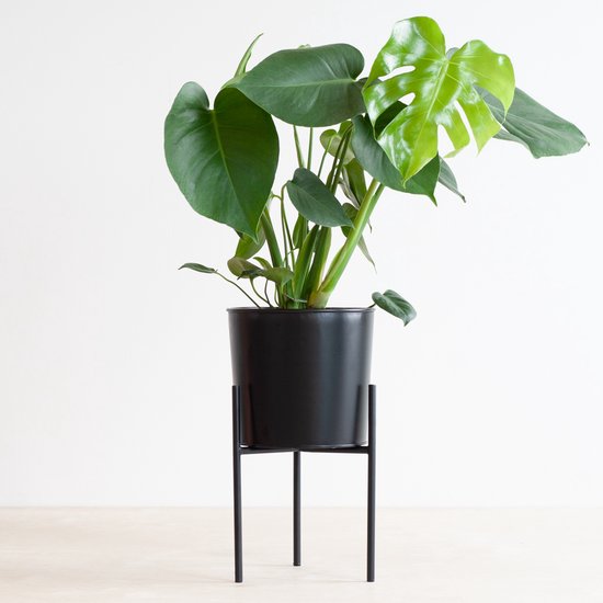 Plantje.nl - Monstera Deliciosa - Gatenplant - inclusief Zwarte Pot ...
