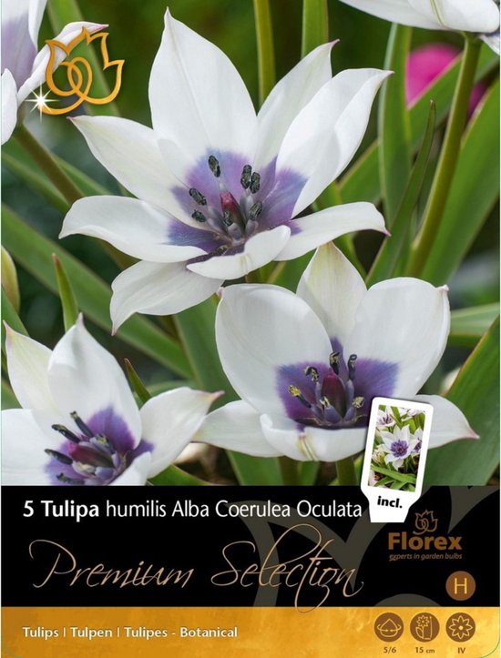 Tulpen Alba Coerulea Oculata – Tulipa | bol