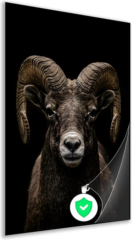 Ram muurdecoratie - Dier posters - Poster Ogen - Wanddecoratie ...