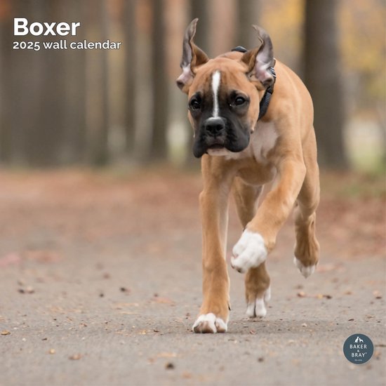 Boxer Kalender 2025 | bol
