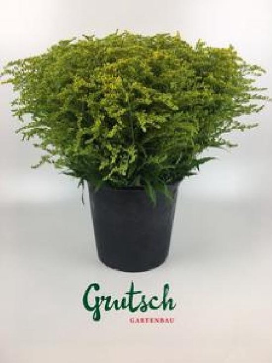 DutchFlowers - Boeket - 1x Solidago tara 50cm | bol