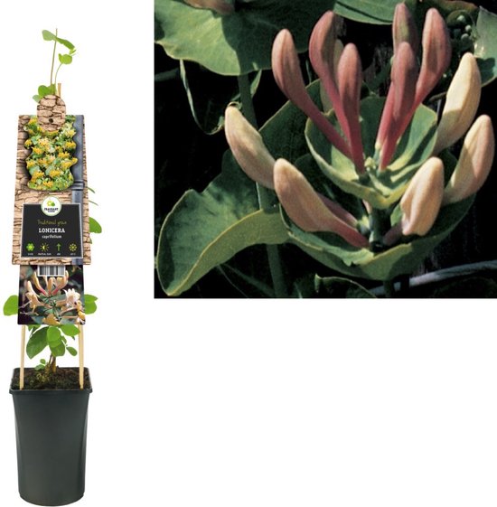 Klimplant Lonicera caprifolium 75 cmVan der Starre | bol