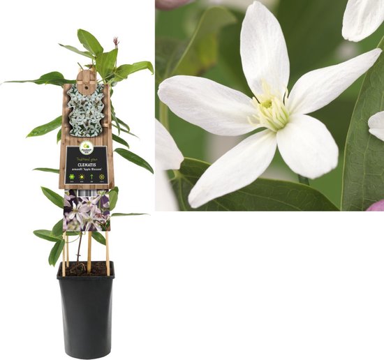 Klimplant Clematis armandii Apple Blossom 75 cmVan der Starre | bol.com