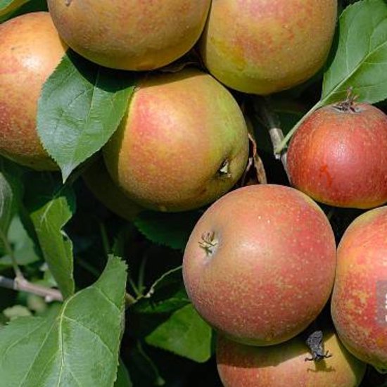 Appelboom - Goudreinet /Rode Boskoop | Omtrek: 10-14 cm | Hoogte: 300 ...