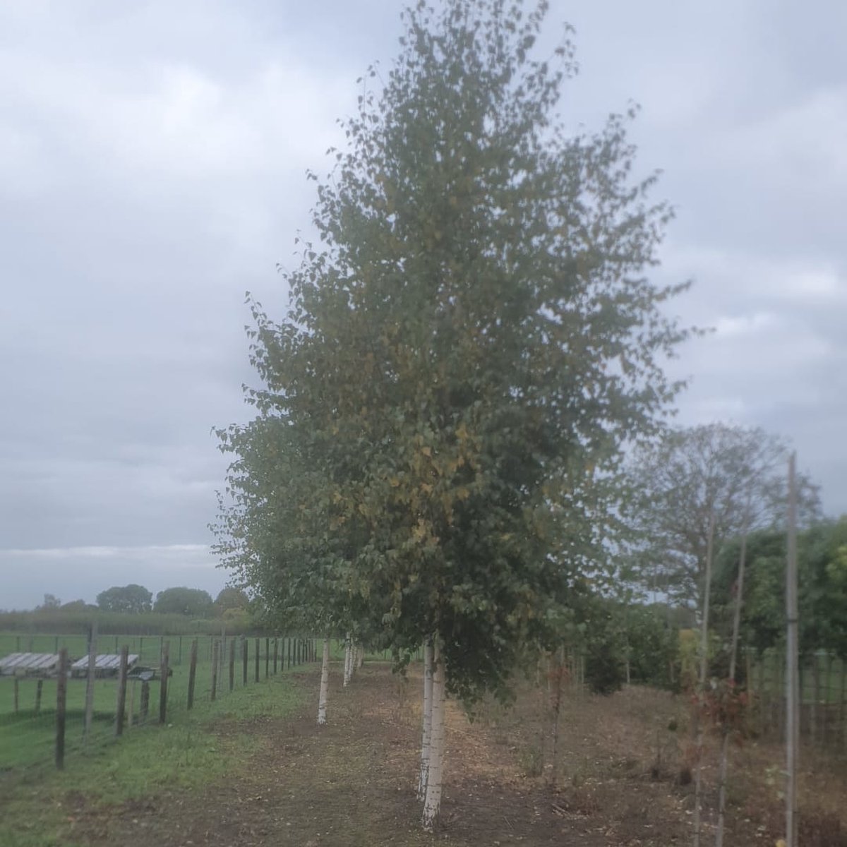 Ruwe berk - Betula pendula | Omtrek: 18-25 cm | Hoogte: 400 cm | bol.com