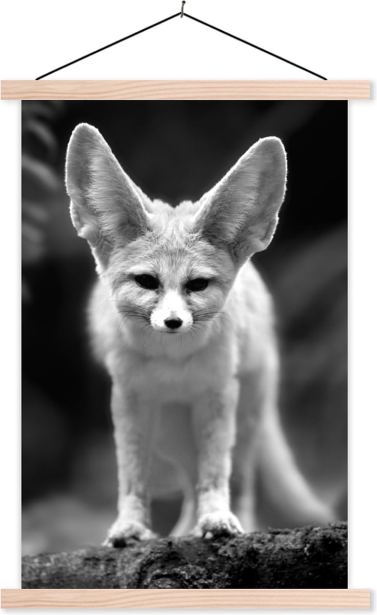 Fennek vos in een omgeving - zwart wit | bol.com