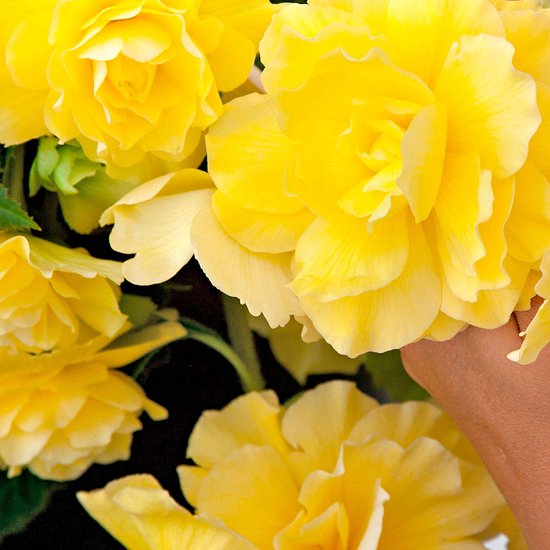 5x Begonia "Yellow Flame" - Begonia bollen - Gele kleuren ...