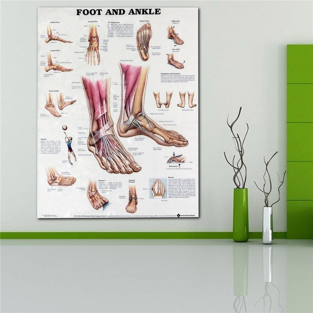 Anatomie van voet en enkel Poster Anatomische grafiek Menselijk lichaam ...