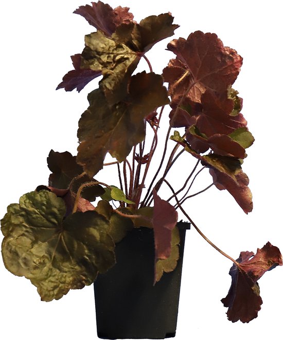 20 stuks | Purperklokje - Pot P9 - Weinig onderhoud - Wintergroen ...