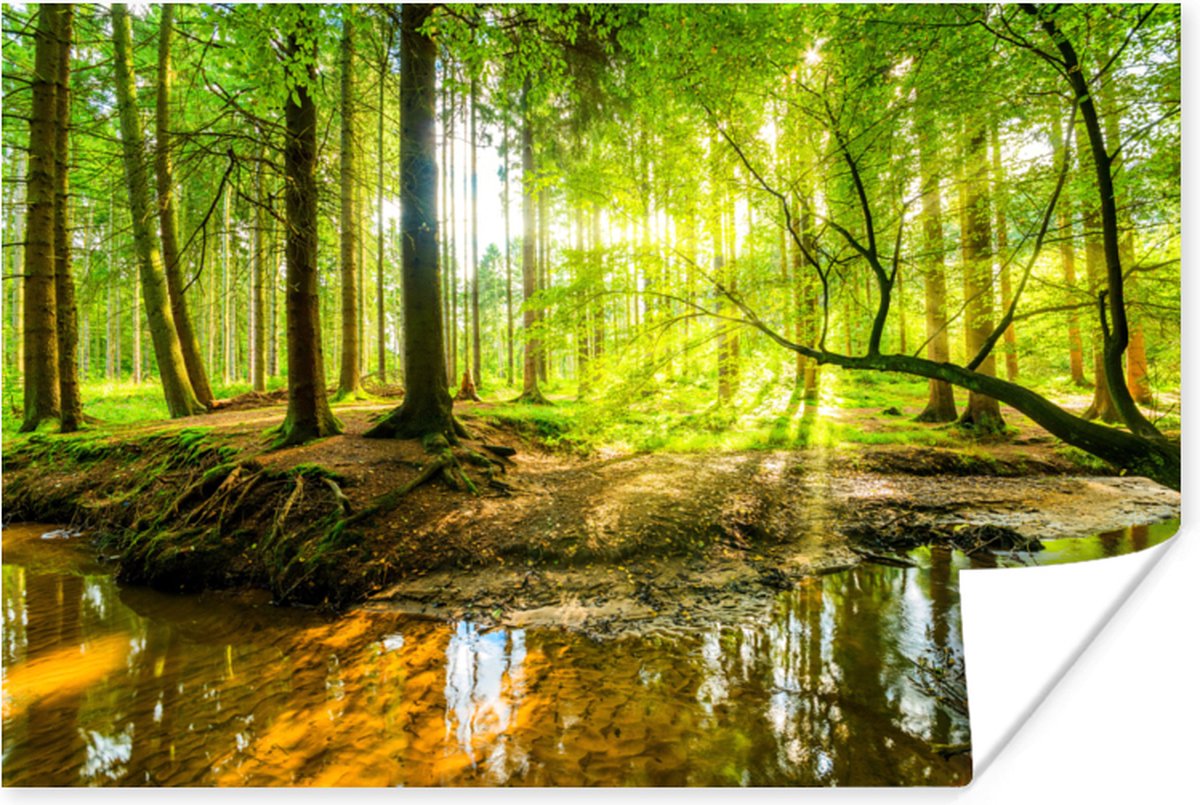 Poster Bos - Landschap - Water - Bomen - Zon - Groen - Natuur - 30x20 ...