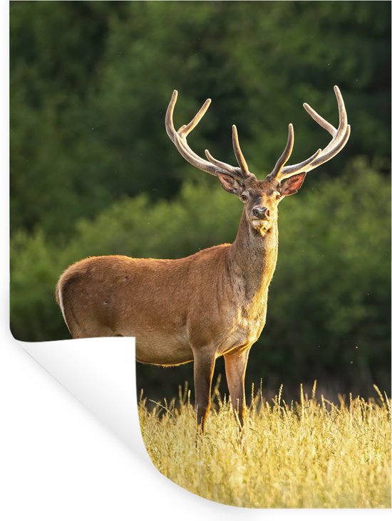Muurstickers - Sticker Folie - Hert - Gewei - Gras - Natuur - Dieren ...