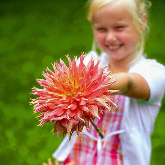 Dahlia - Dinnerplate Oranje - Bloembollen - 5 stuks - Bloem bollen ...