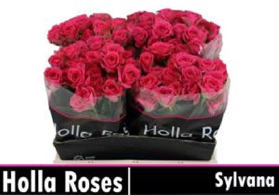 10x Rosa sylvana 40cm | bol