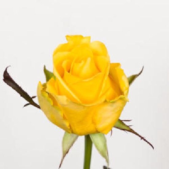 10x Rosa penny lane 50cm | bol