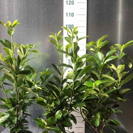 Prunus laurocerasus 'Rotundifolia' - 3 liter pot - 60-80 cm | bol