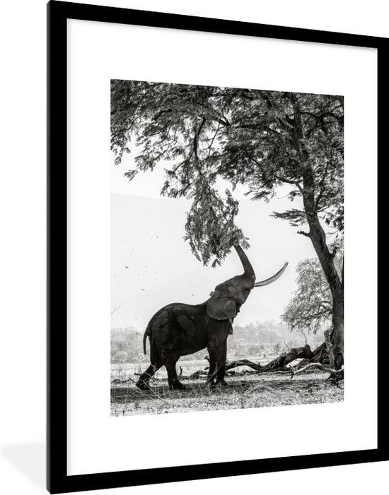 Fotolijst incl. Poster Zwart Wit- Olifant - Boom - Dieren - Zwart wit ...