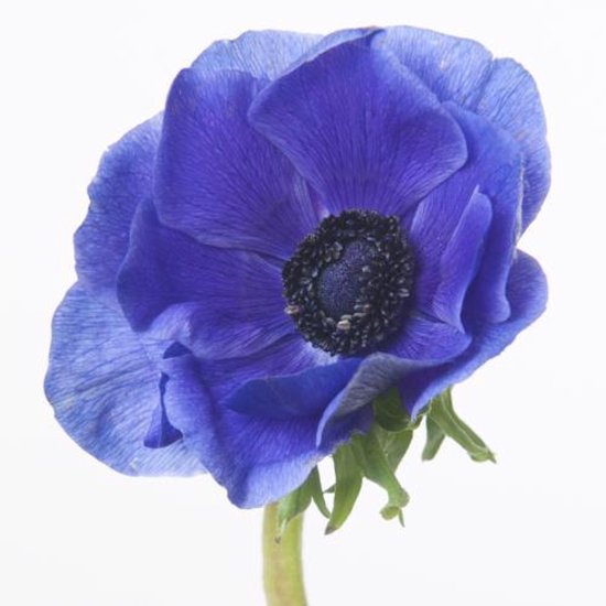 50x Anemoon mistral plus dark blue 40cm | bol
