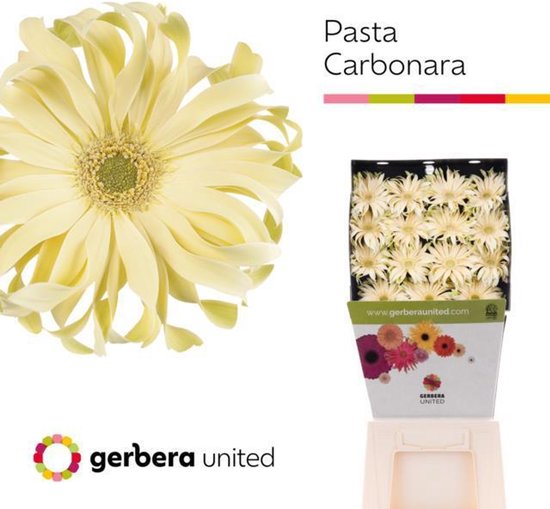 15x Gerbera pasta carbonara 70cm | bol