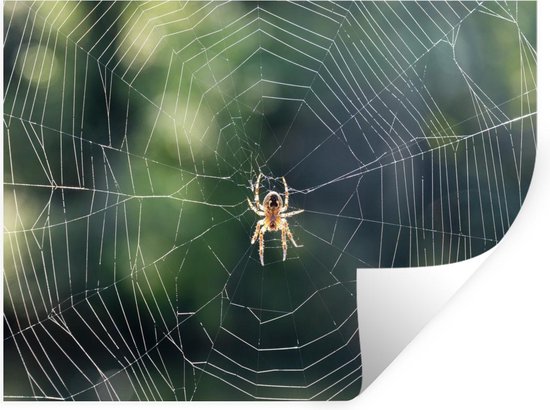 Muursticker Spinnenweb - Doorschijnende spin in spinnenweb - 160x120 cm ...