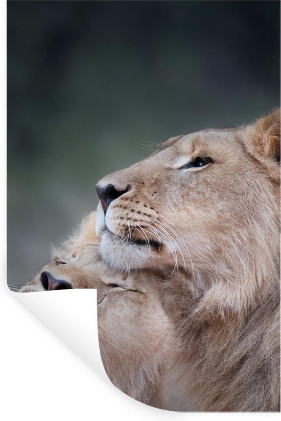 Muurstickers - Leeuw - Wilde dieren - Big Five - 80x120 cm - Plakfolie | bol.com