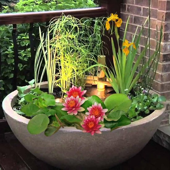 VDVELDE Mini Vijver Planten Set Winterhard - Wit - 1 Witte Waterlelie ...