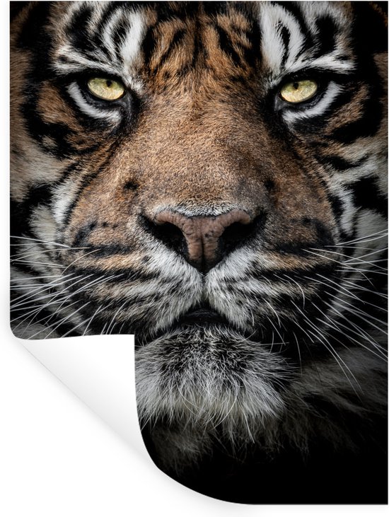Muurstickers - Sticker Folie - Portretfoto tijger op zwarte achtergrond - 90x120 cm -... | bol