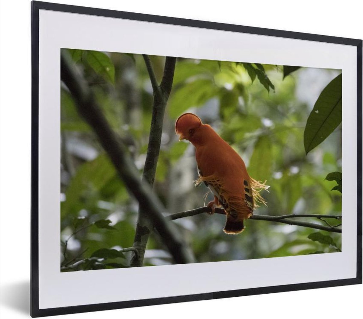 De oranje rotshaan op een tak in een boom | bol.com