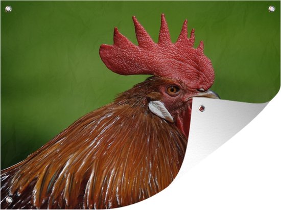 Tuinschilderij Rode hanenkam van een haan in de natuur - 80x60 cm ...