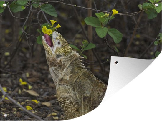 Vue latérale d'un Iguane terrestre se nourrissant de fleurs de la forêt ...