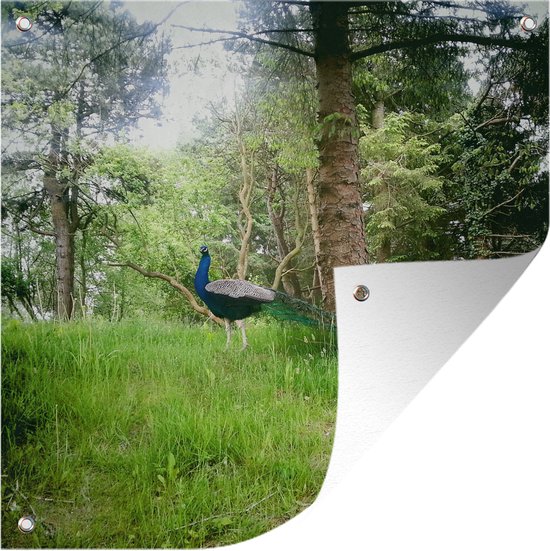 Tuinposters Pauw - Gras - Bos - 50x50 cm - Tuindoek | bol.com