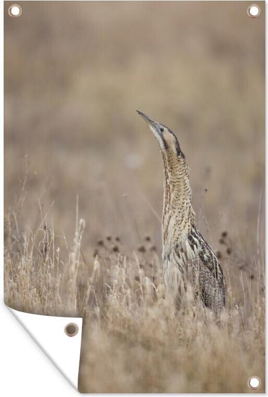 Muurdecoratie Een roerdomp steekt met zijn kop boven de graslanden uit ...