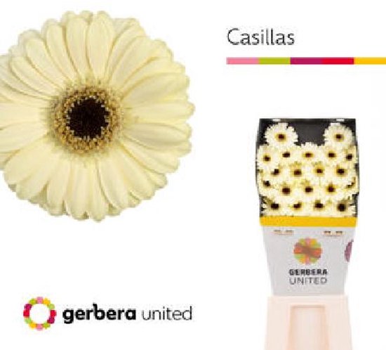 20x Germini casillas+ 70cm | bol