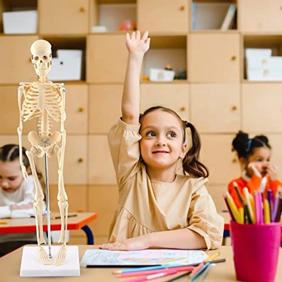 Levensgroot Menselijk Skelet Anatomisch Model voor Onderwijs | bol