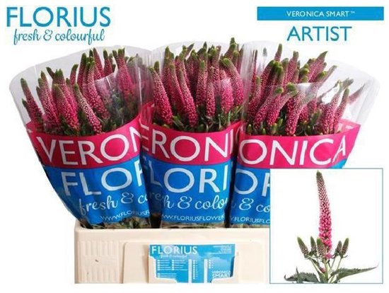 25x Veron.smart artist 60cm | bol