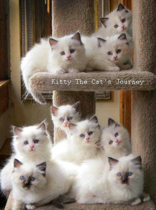 Kitty The Cat's Journey (ebook), Harini M | 9781393308546 | Boeken ...