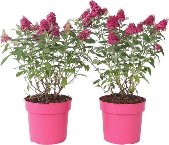 Plant in a Box - Buddleja Candy Little Ruby - Set van 2 - Buddleja ...