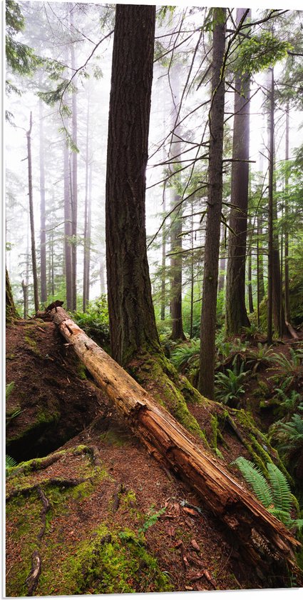 WallClassics - PVC Schuimplaat- Liggende Boomstam in Heuvelachtig Bos ...