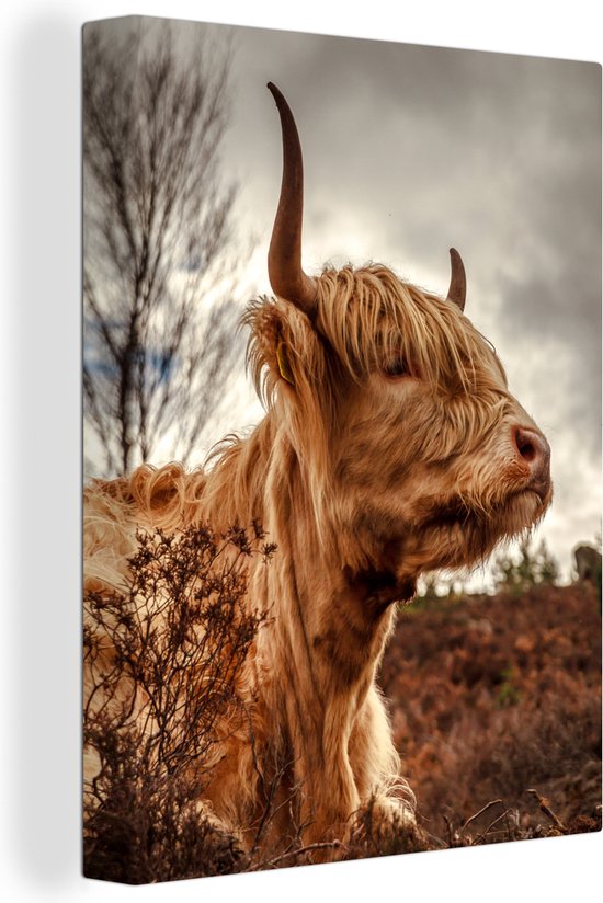 Canvas Schilderij Schotse Hooglander - Struik - Heide - 60x80 cm ...