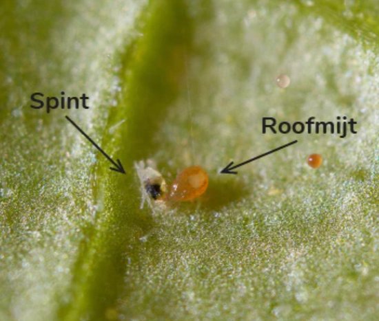 Ferrarium 1500 roofmijten (stratiolaelaps scimutus) tegen spint ...