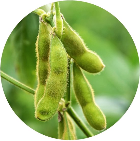 Sojabonen Gepeld - 100 gram - Holyflavours - Biologisch | bol