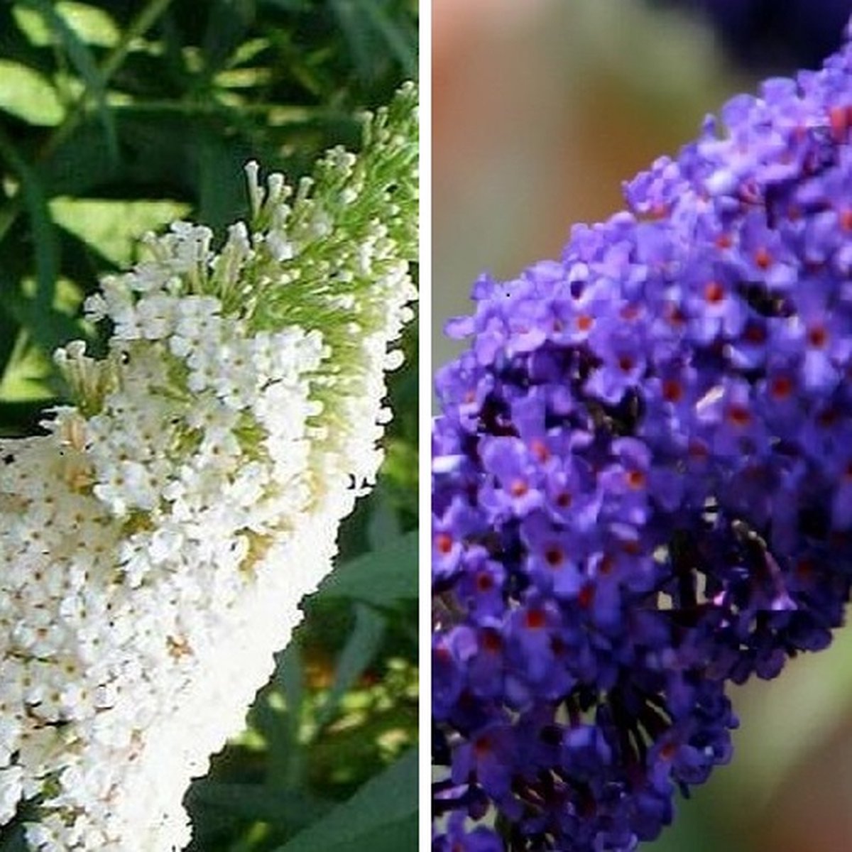 2 x Buddleja Vlinderstruiken - Blauw en Wit: Buddleja davidii Empire ...