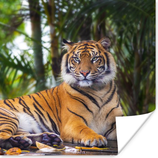 Poster Tijger - Dieren - Bos - Bladeren - Jungle - 30x30 cm | bol