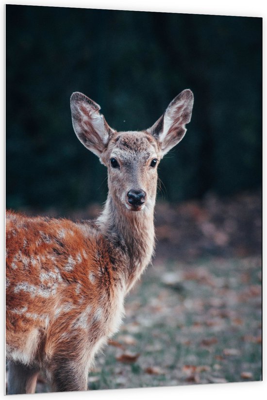 WallClassics - PVC Schuimplaat- Hert in het Wild - 100x150 cm Foto op ...