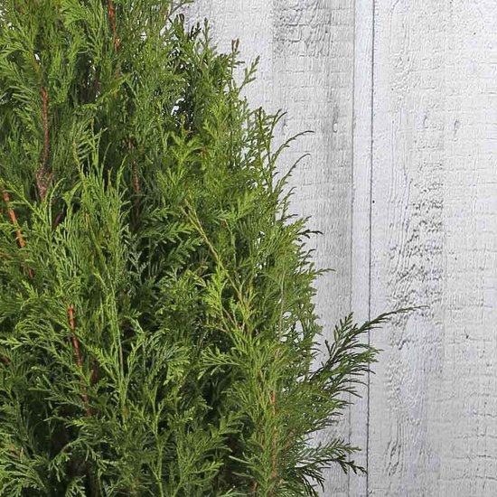 10 stuks | Reuzenlevensboom 'Martin' Kluit 125-150 cm Extra kwaliteit ...