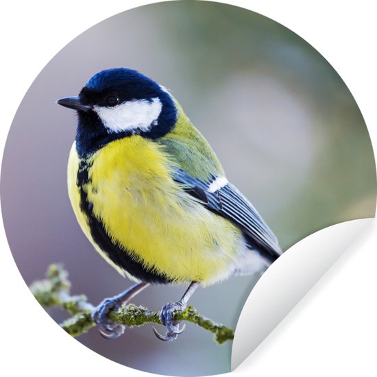 Behangcirkel - Koolmees - Vogel - Tak - Mos - Zelfklevend behang ...
