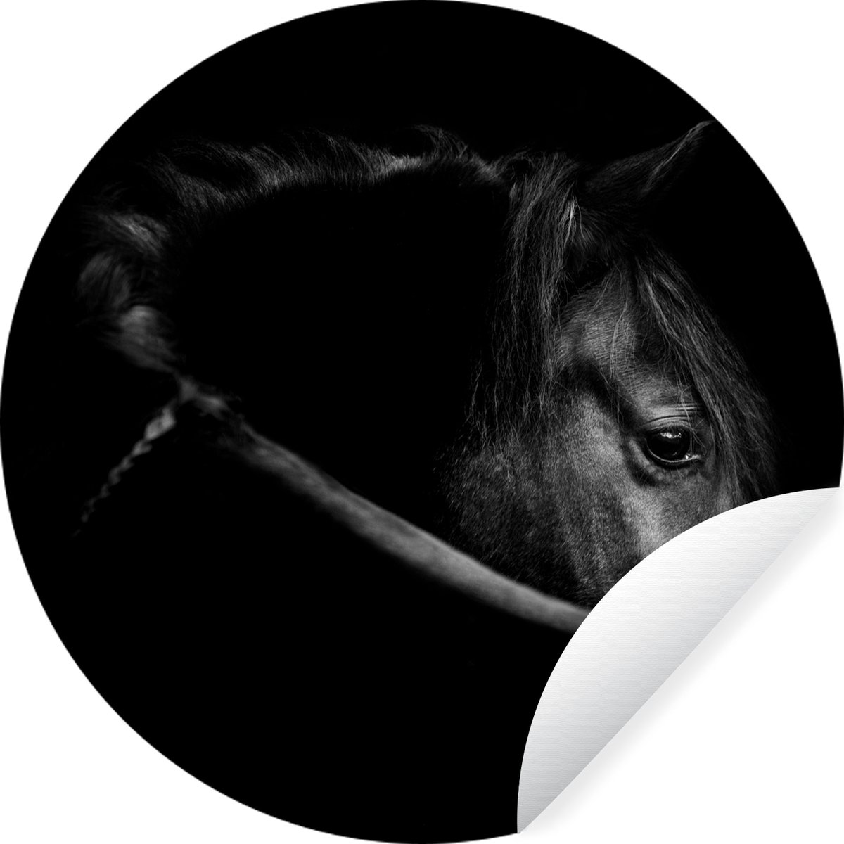 Behangcirkel - Zelfklevend behang - Dier - Paard - Natuur - Behangsticker - 120x120 cm... | bol.com