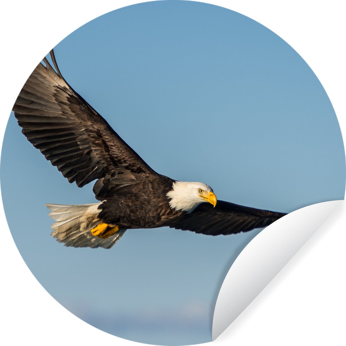 Behangcirkel - Vogel - Arend - Roofvogels - Blauw - Zelfklevend behang ...