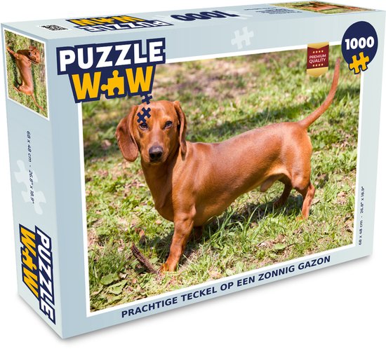 Puzzel Teckel op een zonnig gazon - Legpuzzel - Puzzel 1000 stukjes ...